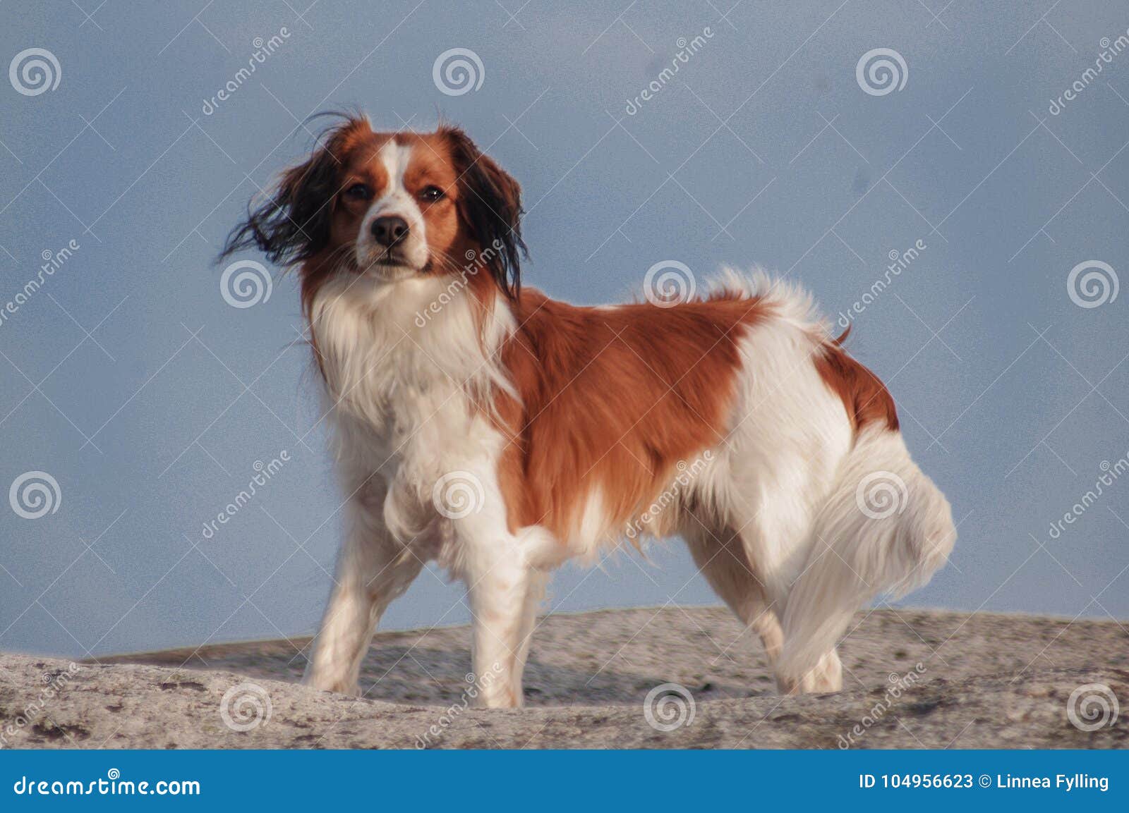 Kooiker-Hund stockbild. Bild von welpe, niederlande - 104956623