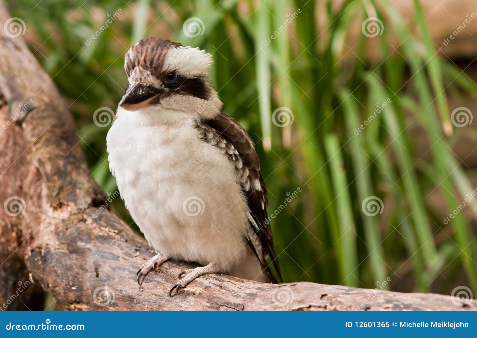 Kookaburra stock image. Image of laugh, wild, wings, avian - 12601365