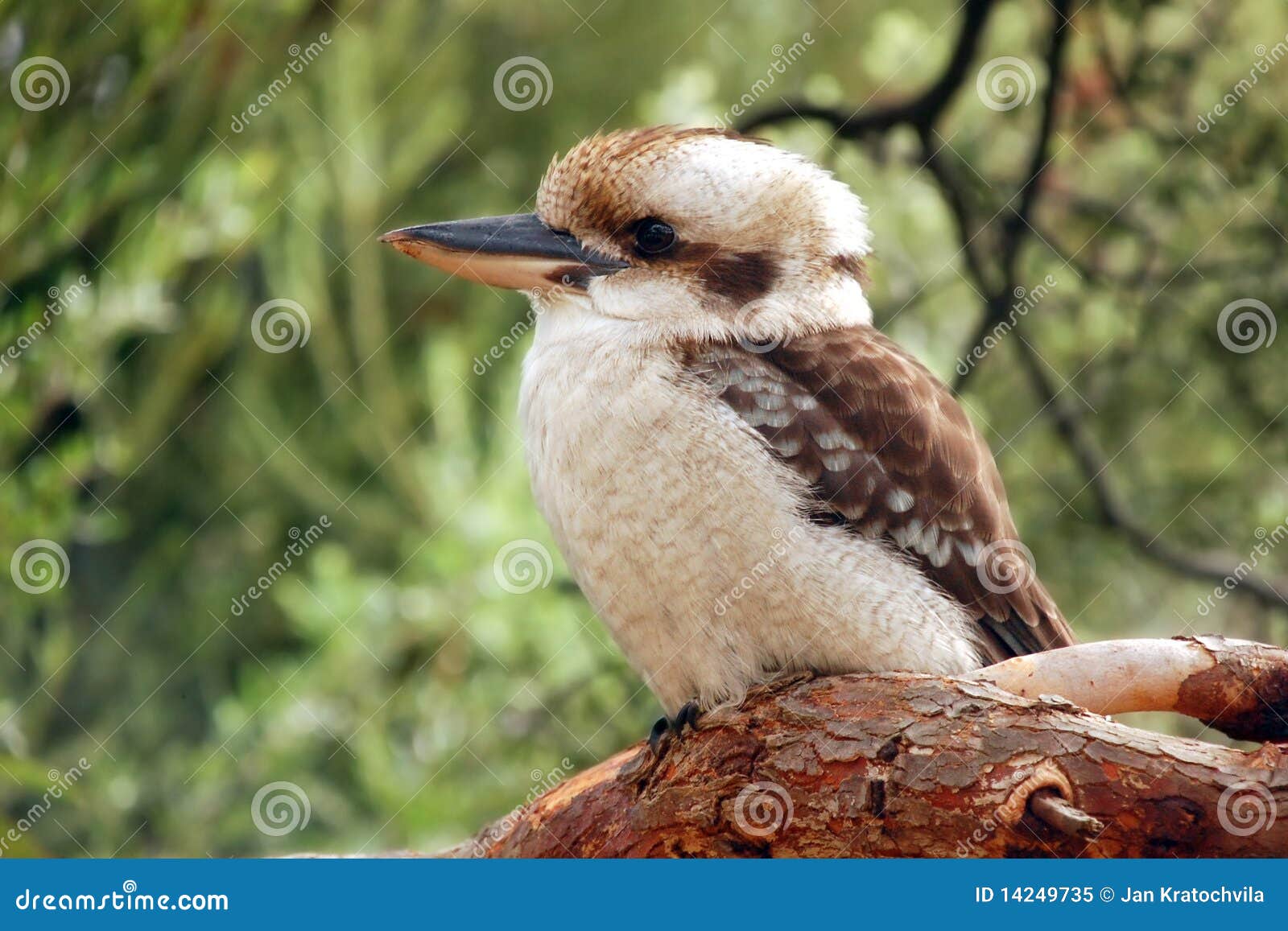 Kookaburra stock image. Image of australian, bird, eastern - 14249735