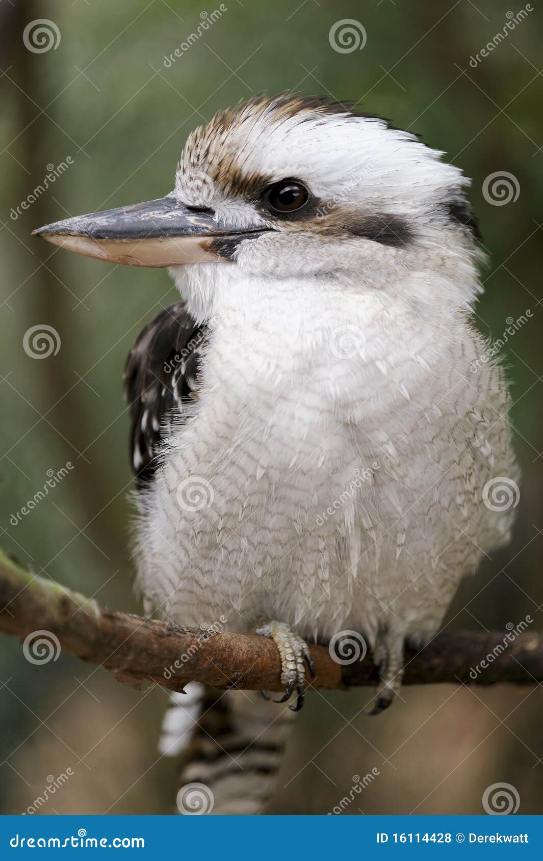 Kookaburra stock photo. Image of bird, native, laugh - 16114428