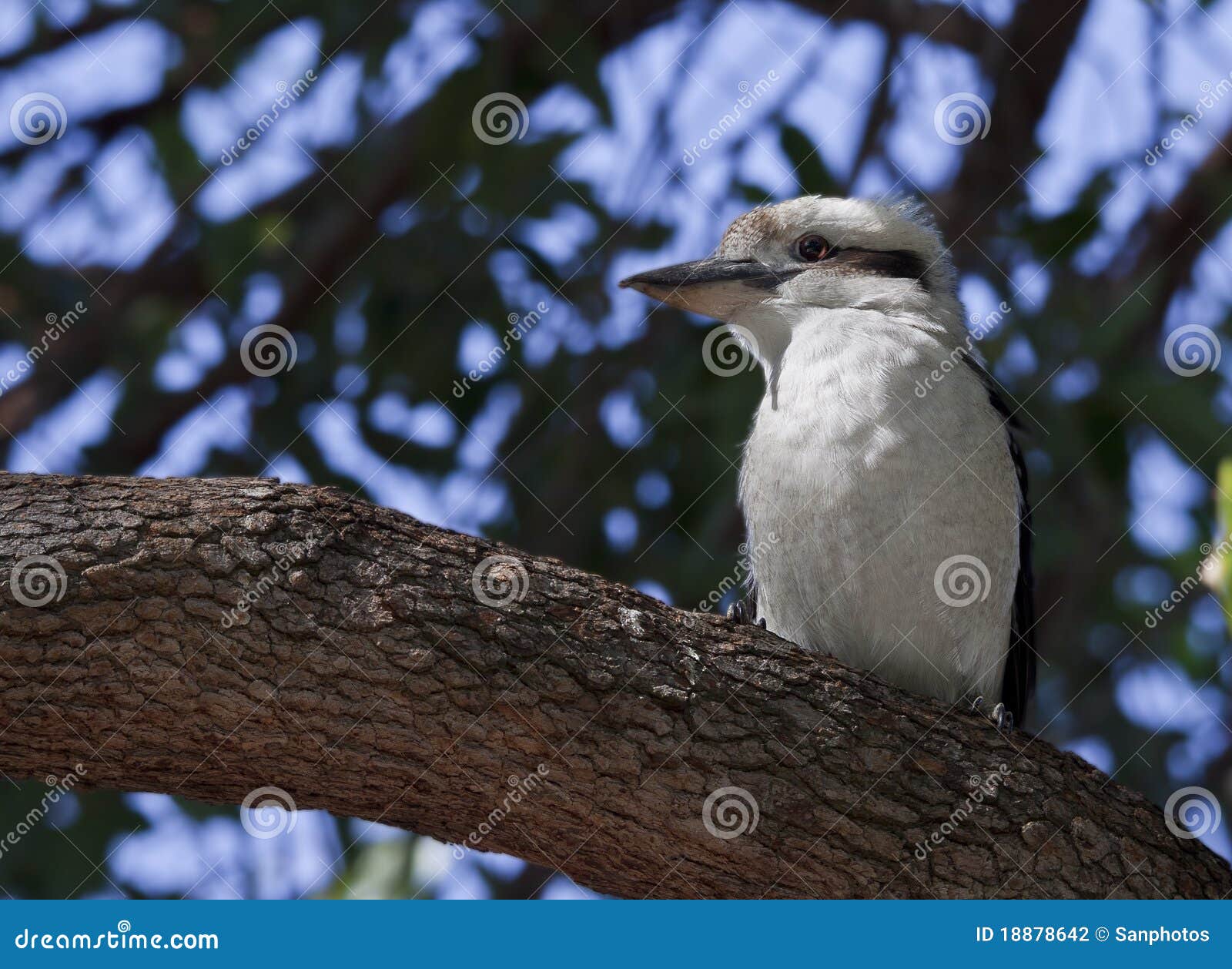 Portrait of a Kookaburra in a Tree Branch Stock Photo - Image of ...