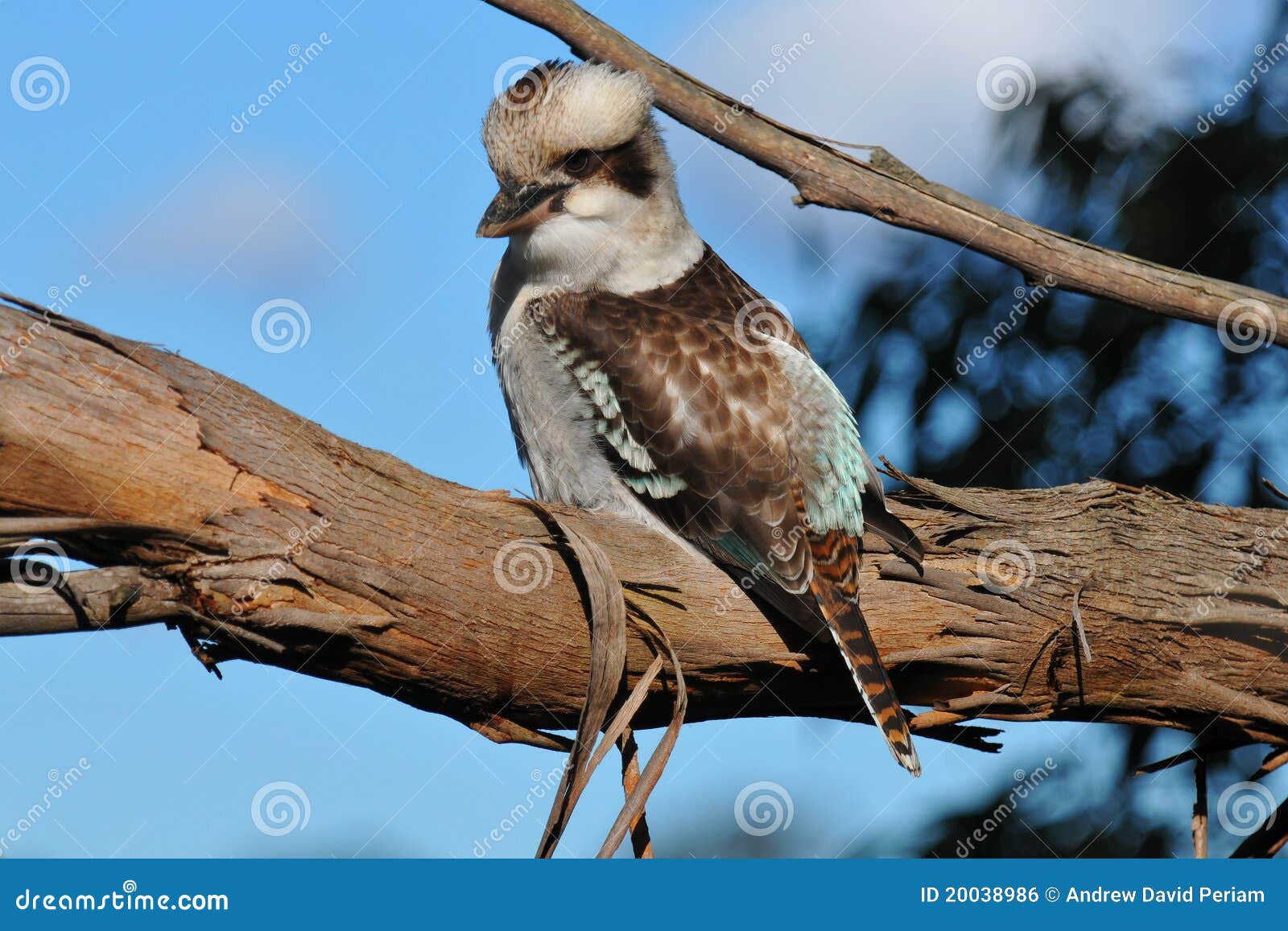 Kookaburra stock photo. Image of blue, looking, beautiful - 20038986
