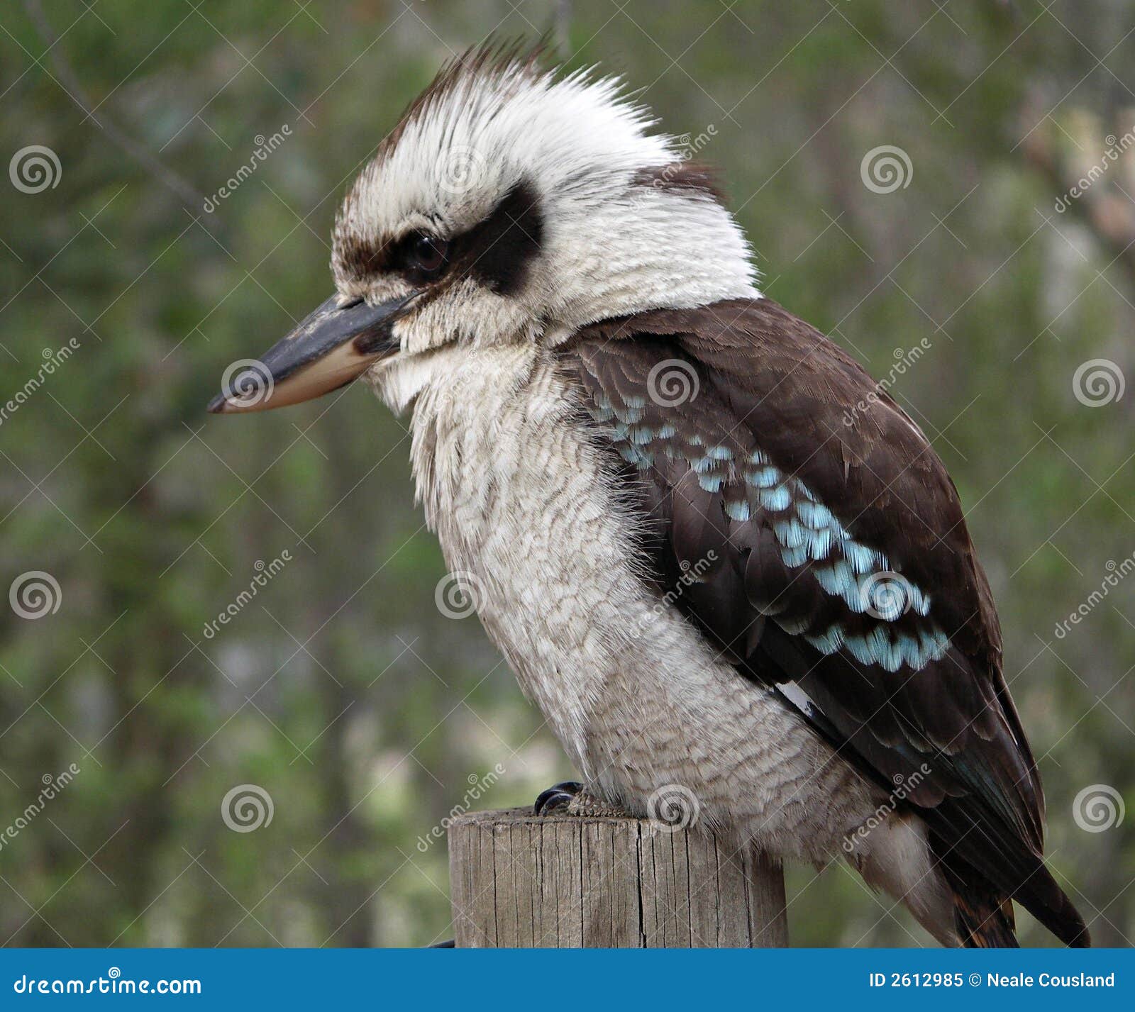 Kookaburra stock image. Image of laugh, bird, nature, feathers - 2612985