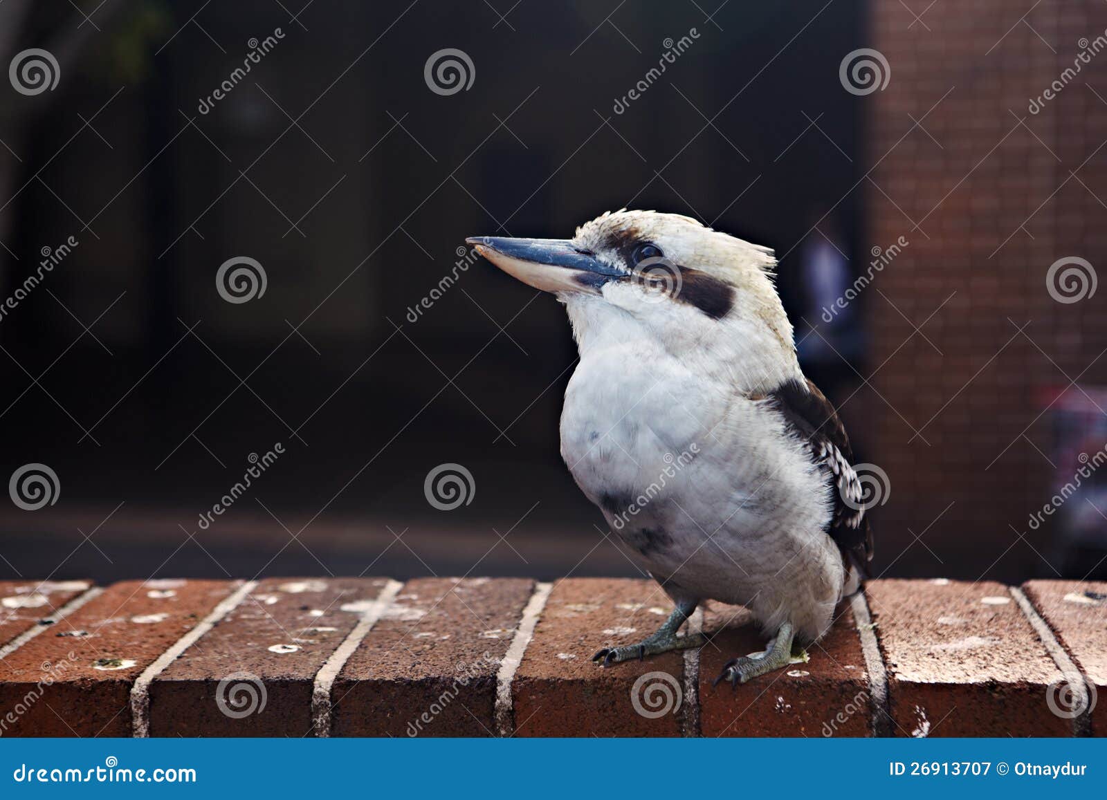 Kookaburra stock image. Image of australia, city, bird - 26913707