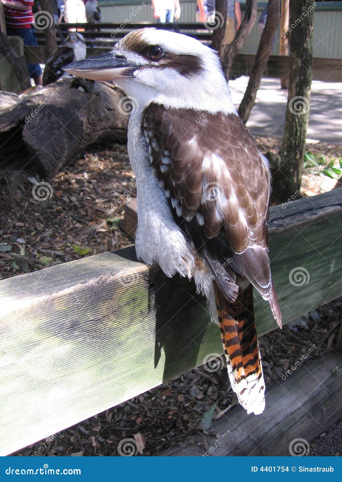 Kookaburra foto de archivo. Imagen de cucaburra, arquero - 4401754