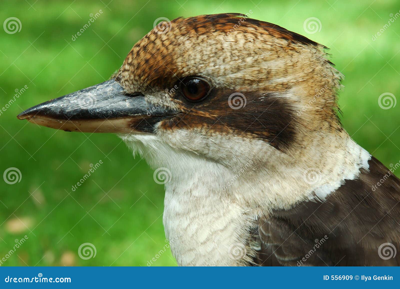 Kookaburra stock image. Image of tail, feather, beautiful - 556909