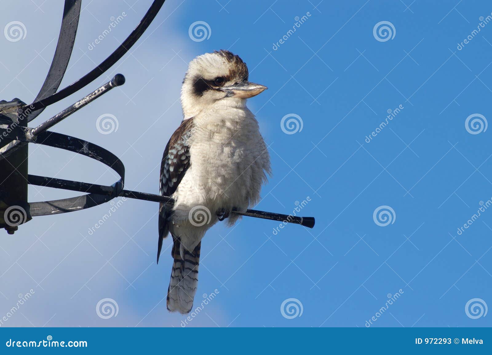Kookaburra stock image. Image of kookaburra, wild, dacelo - 972293