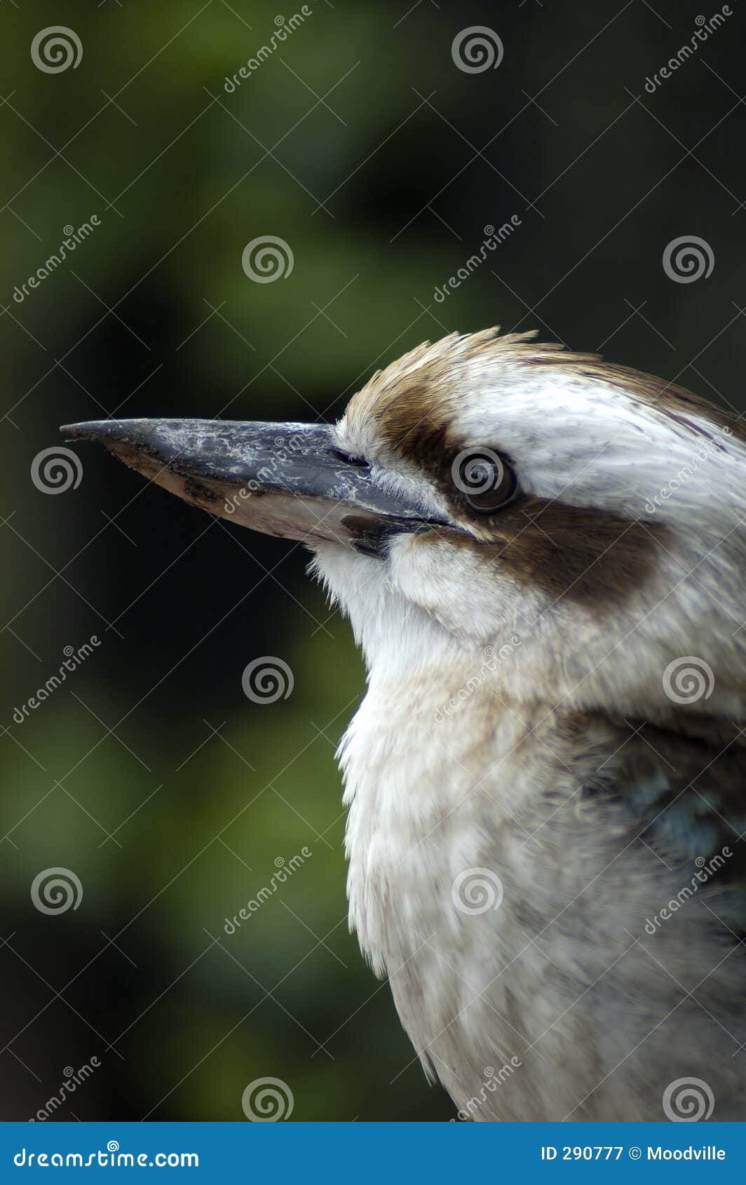 Kookaburra australiano imagen de archivo. Imagen de cucaburra - 290777