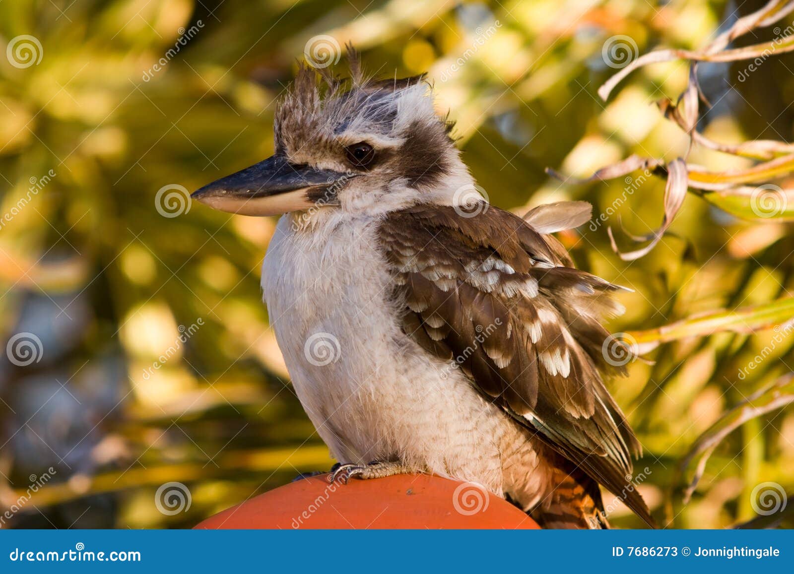Kookaburra australiano imagen de archivo. Imagen de cucaburra - 7686273