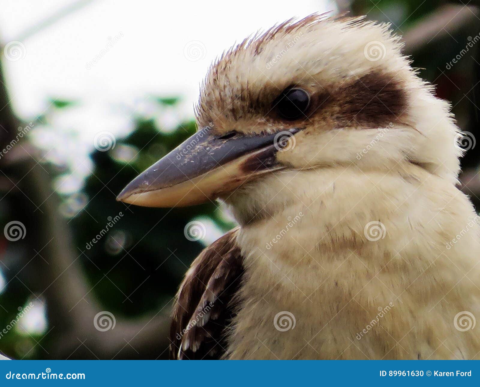 Kookaburra stock photo. Image of wildlife, kingfisher - 89961630