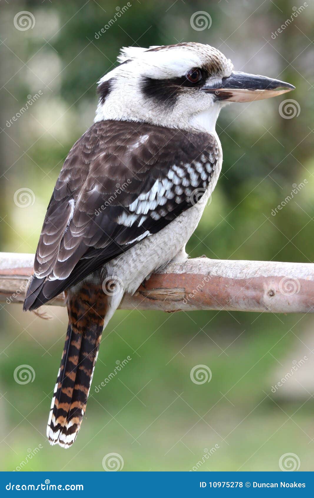 Kooka Bird