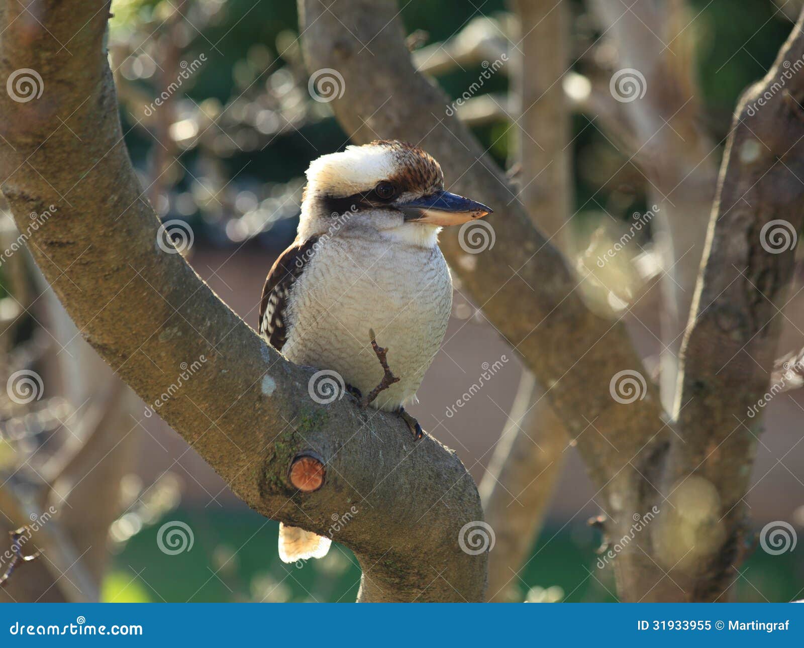 Kookaburra in Tree Australian Wildlife Stock Image - Image of endemic ...
