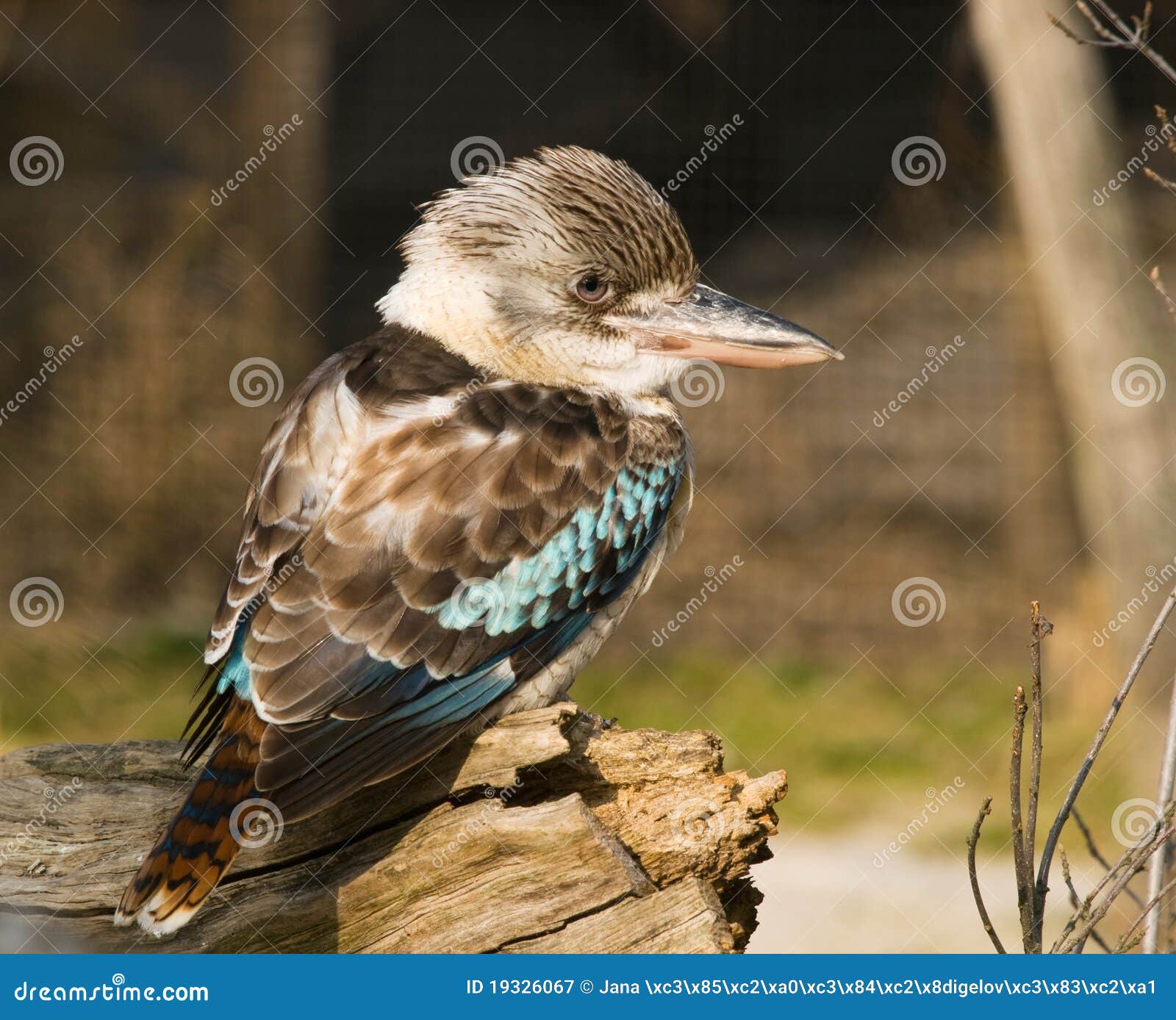 Kookaburra Bird - Dacelo Leachii Stock Image - Image of bluewing ...