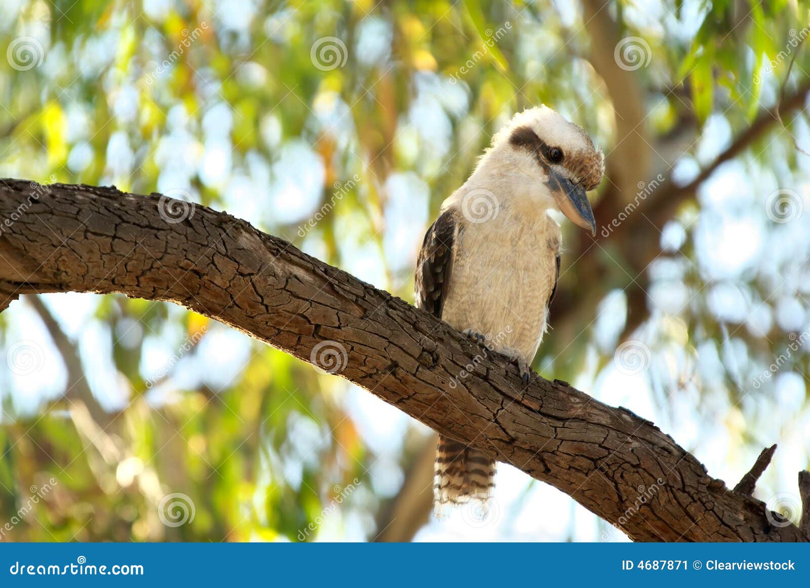 Kookaburra bird in tree stock image. Image of feathers - 4687871