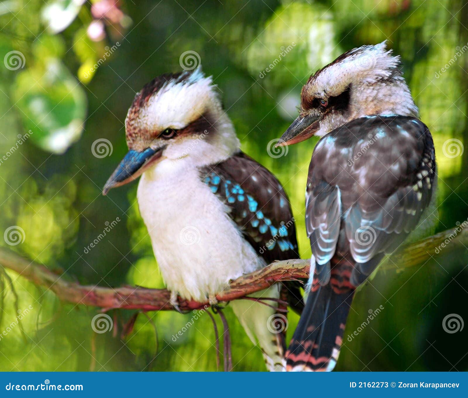 Australian Blue Winged Kookaburra Close Up Photos - Free & Royalty-Free ...