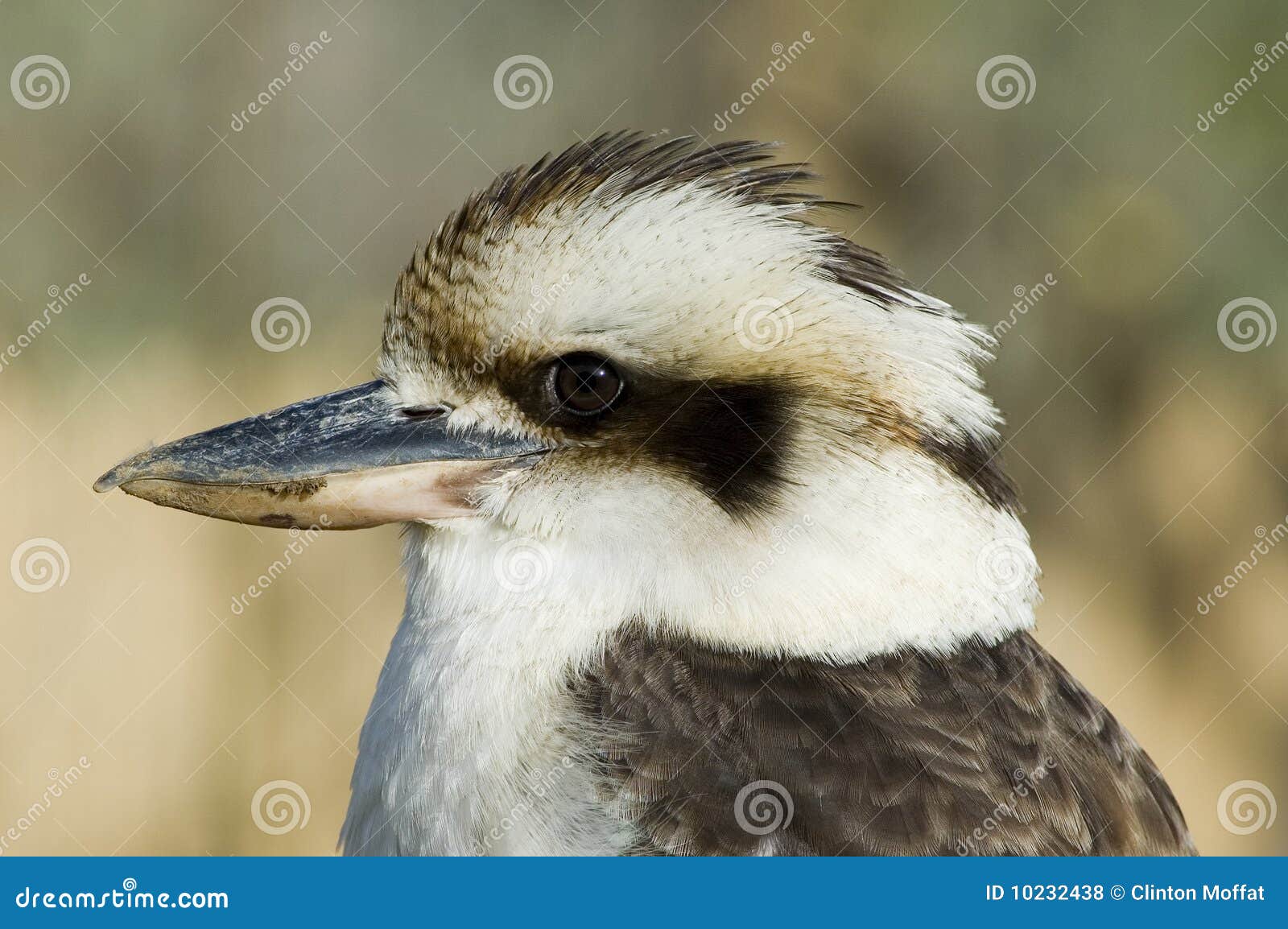Kookaburra - Dacelo Novaeguineae Stock Photo - Image of novaeguineae ...