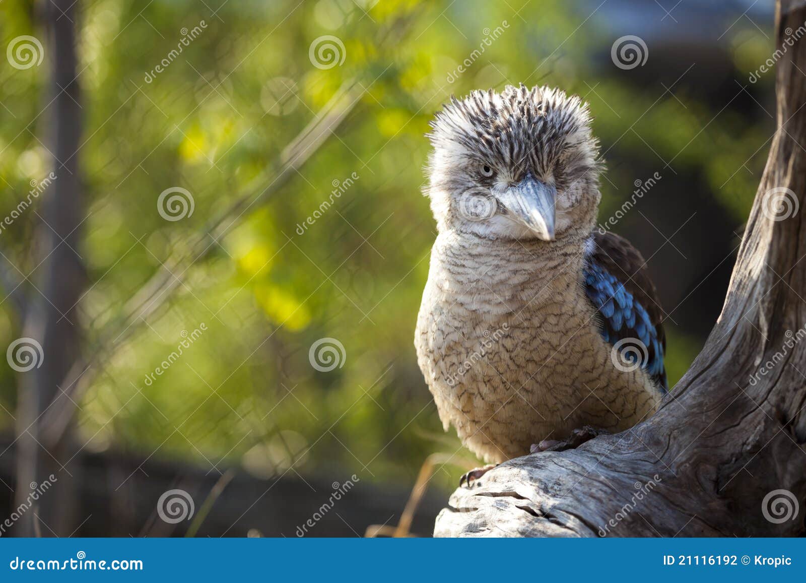 Kookaburra Dacelo Novaeguineae Kingfisher Stock Photo - Image of blue ...