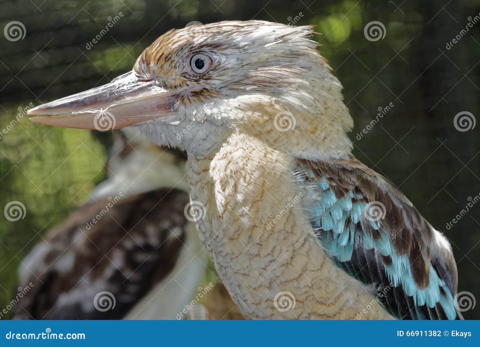 Kookaburra or Dacelo Novaeguineae Stock Photo - Image of parrot, face ...