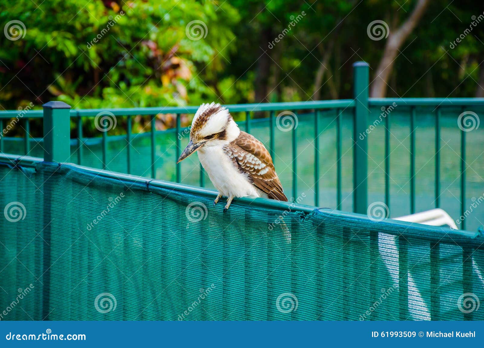 Kookaburra on a fence stock image. Image of queensland - 61993509