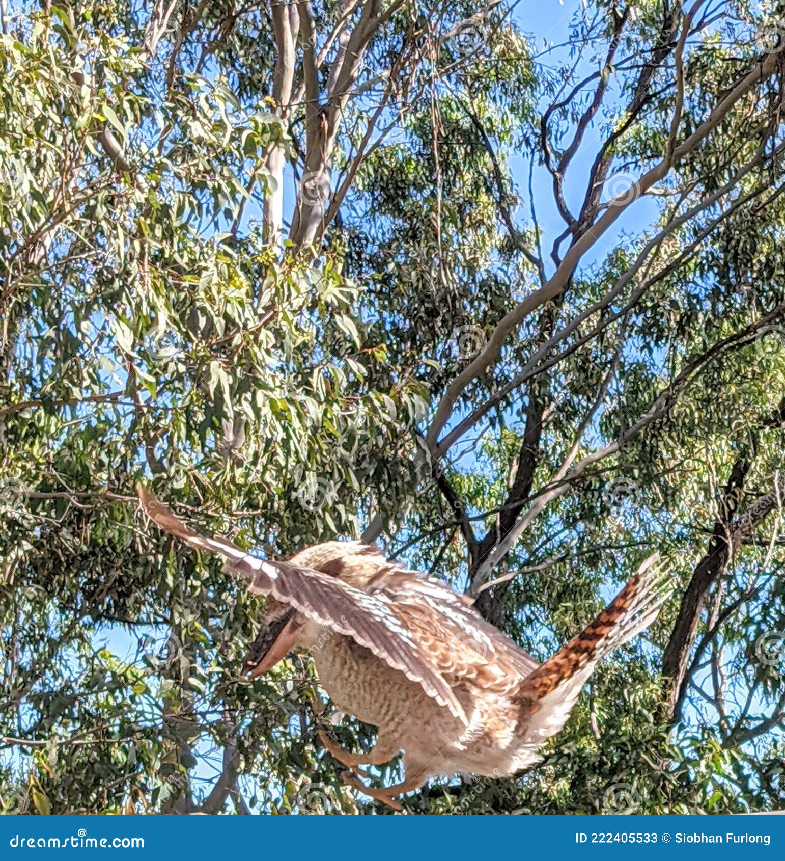 Kookaburra in flight stock image. Image of forest, trees - 222405533