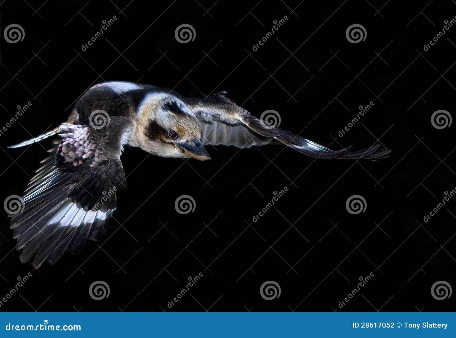 Kookaburra in flight stock photo. Image of close, flying - 28617052