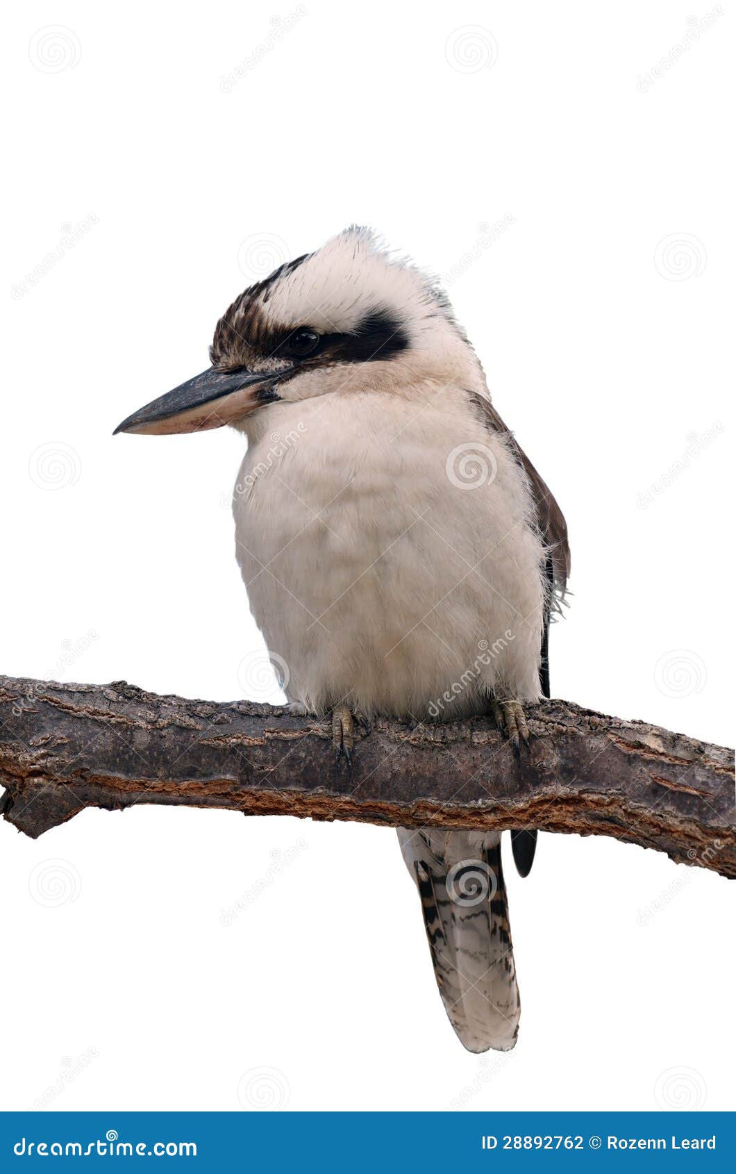 Kookaburra Stock Photography | CartoonDealer.com #32479646