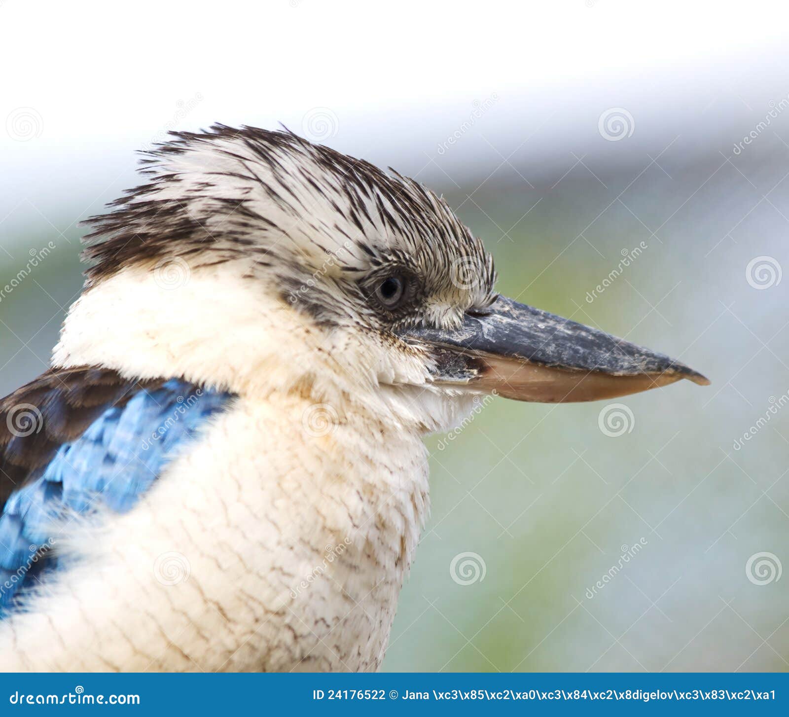 Kookaburra Kingfisher Bird - Dacelo Leachii Stock Photo - Image of ...
