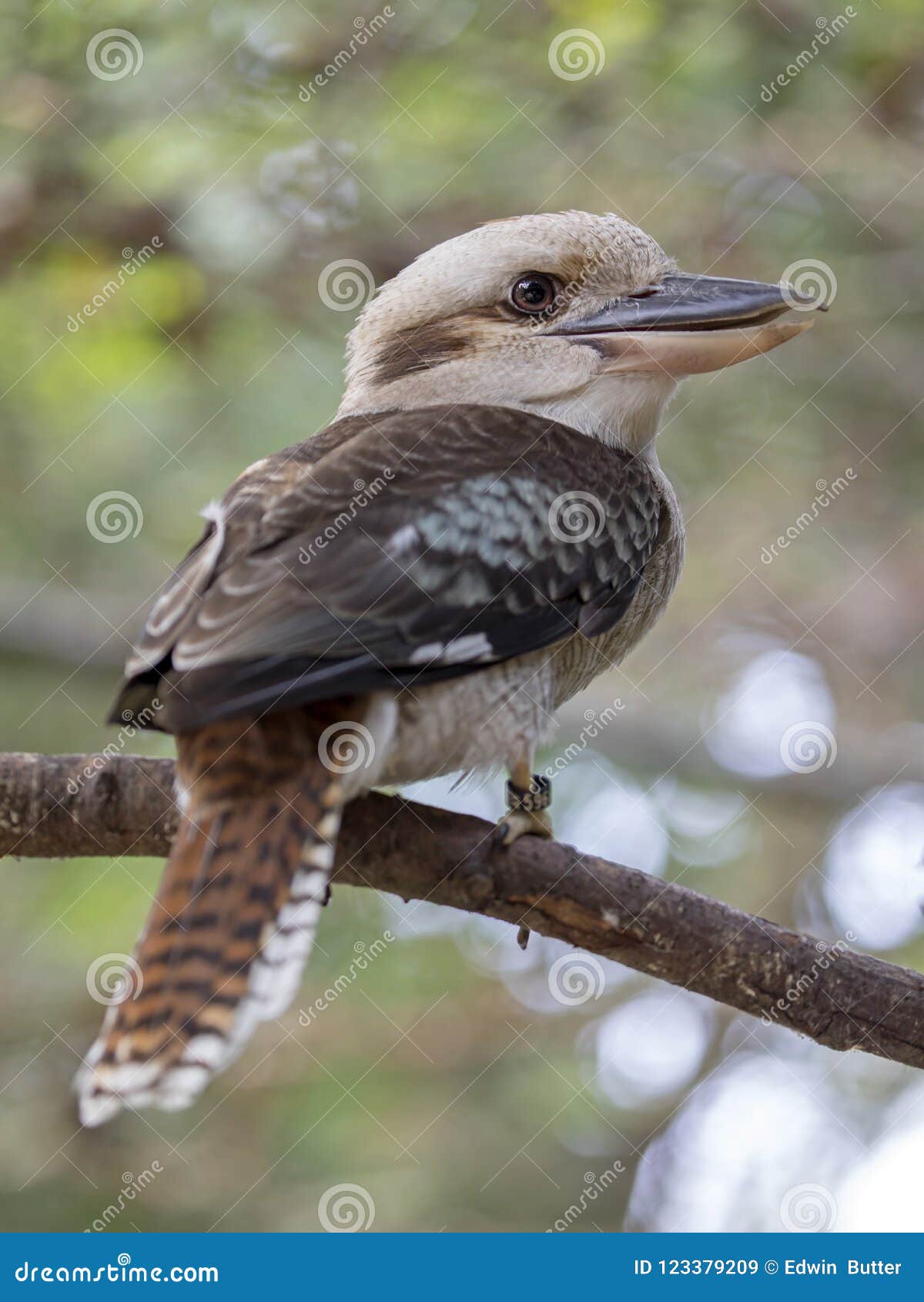 Kookaburra stock image. Image of portrait, australia - 123379209