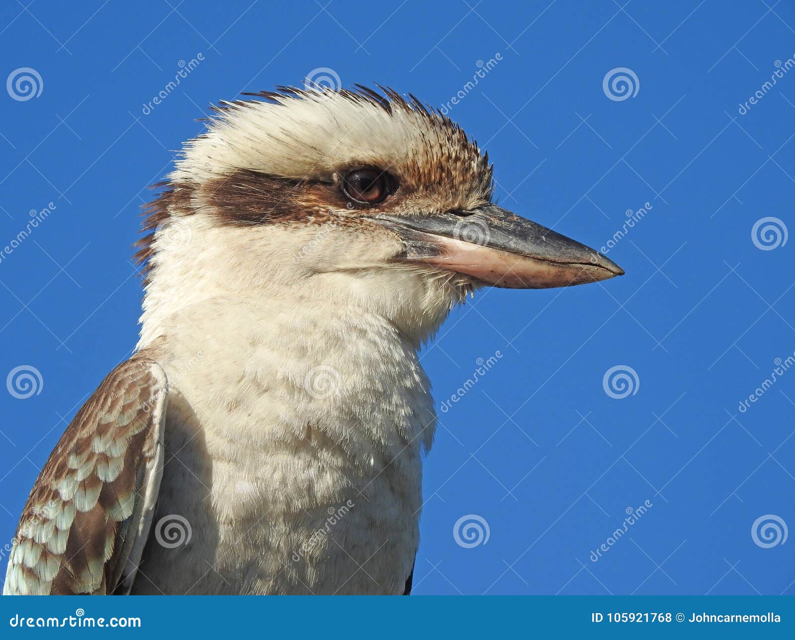Kookaburra or laughing stock photo. Image of laughing - 105921768