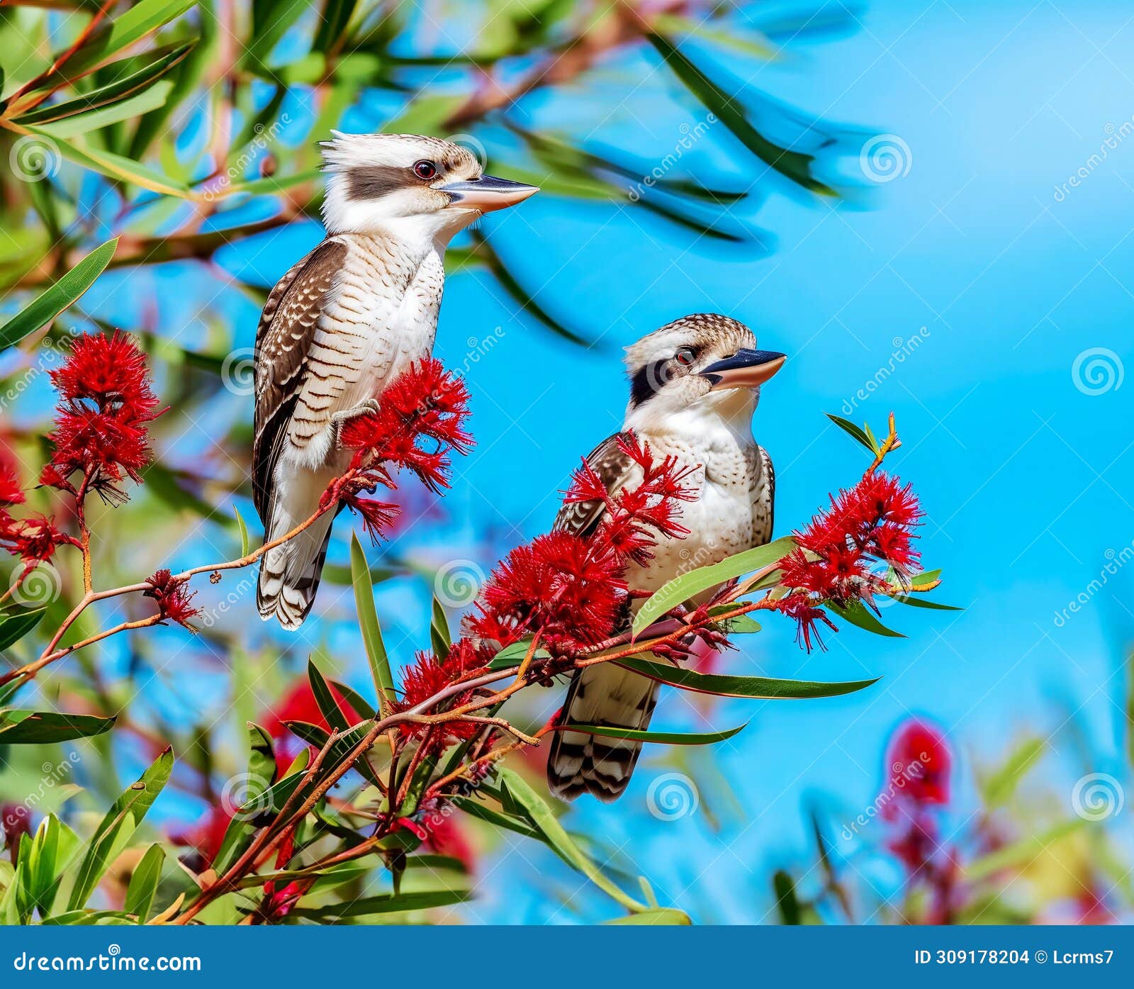 Kookaburra Pair In Bottlebrush Bush Stock Illustration Illustration Of Beak Kookaburra 309178204