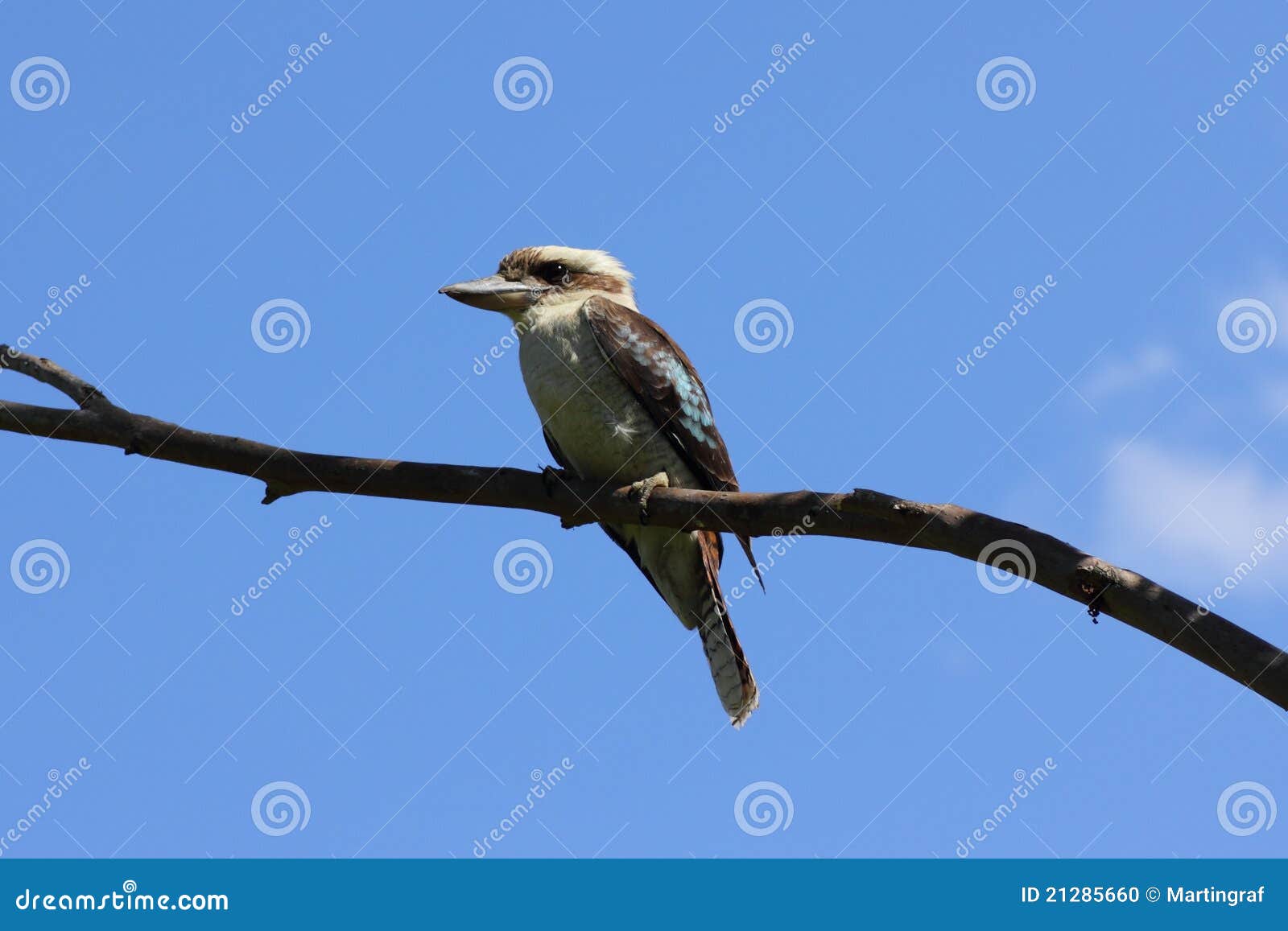 Kookaburra on branch stock photo. Image of nature, majestic - 21285660