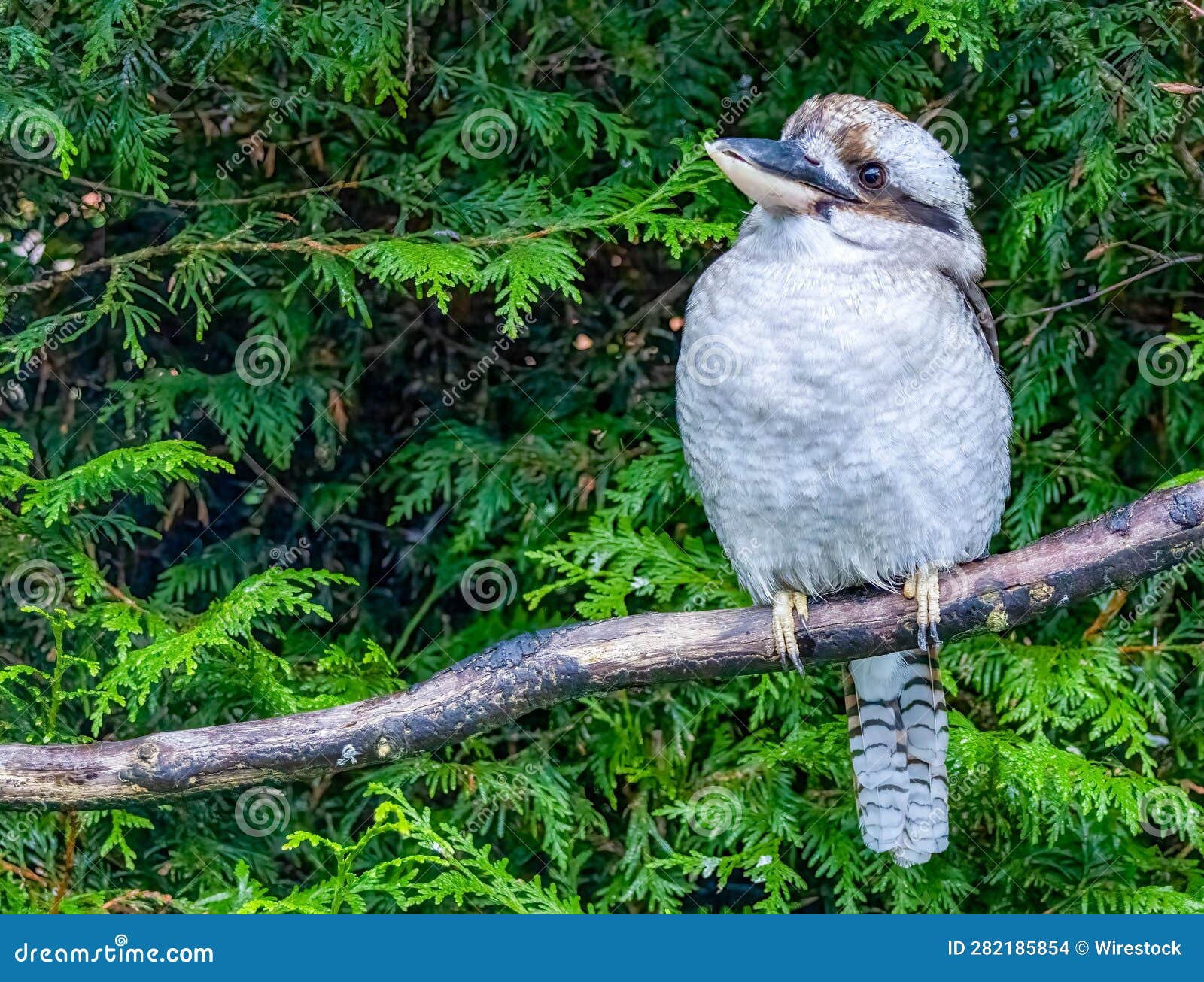 Kookaburra Perched on a Branch Stock Photo - Image of natural, tree ...