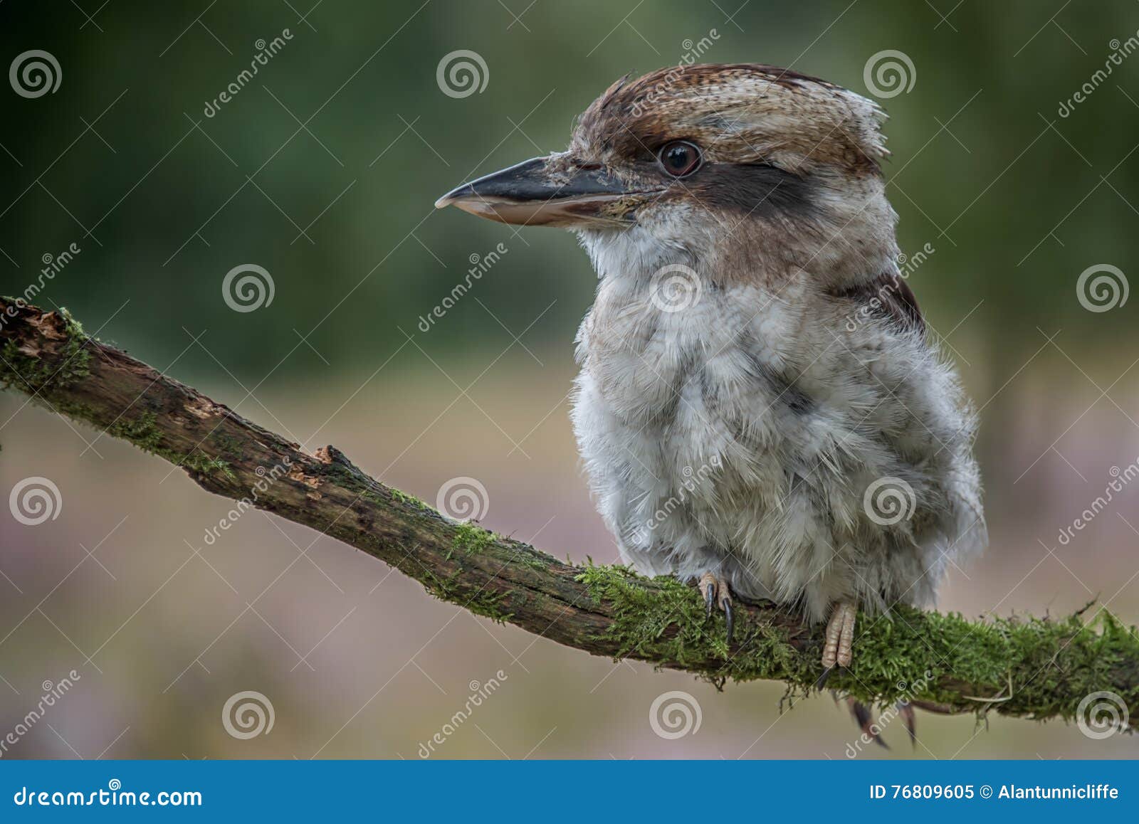 Kookaburra stock image. Image of dacelo, wildlife, wild - 76809605