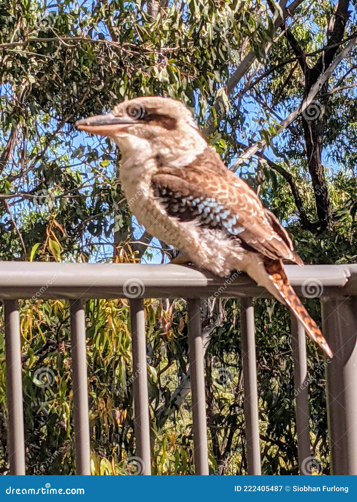 Kookaburra Sits on the Fence Stock Image - Image of branch, plant ...