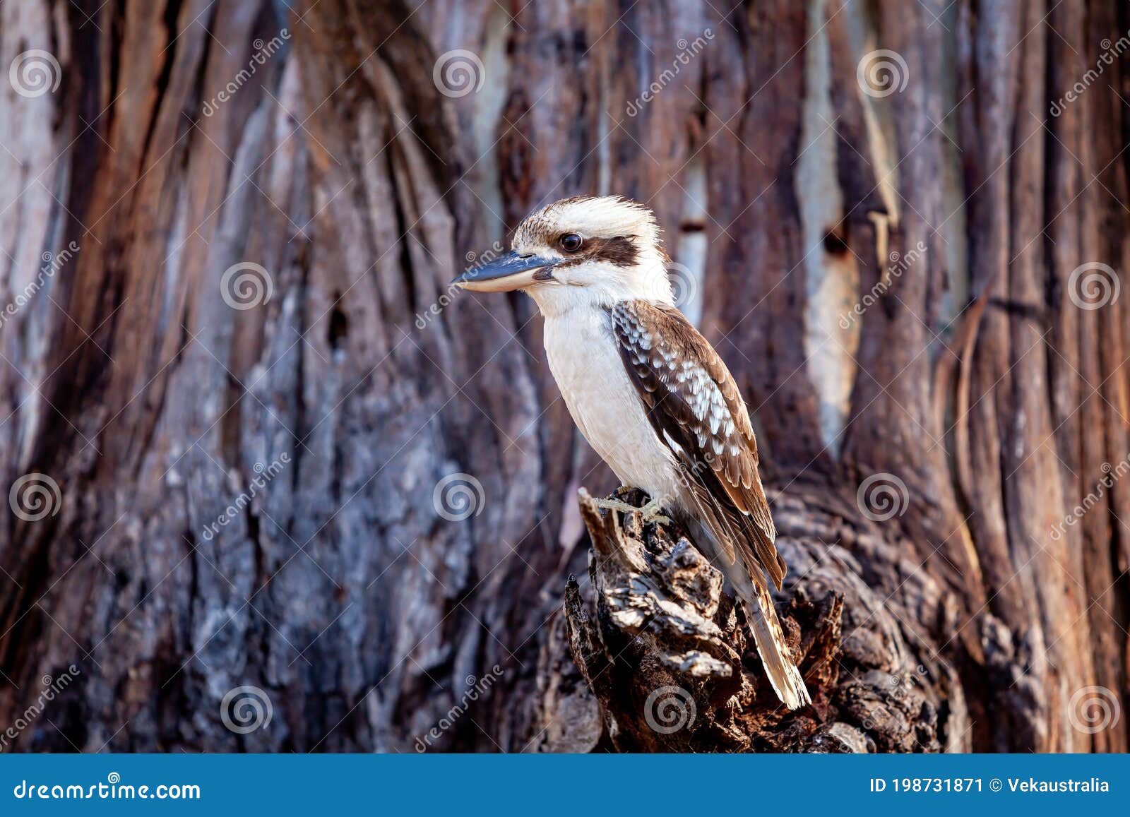 Kookaburra Sits in Gum Tree Eucalyptus Forest Australia Stock Image ...