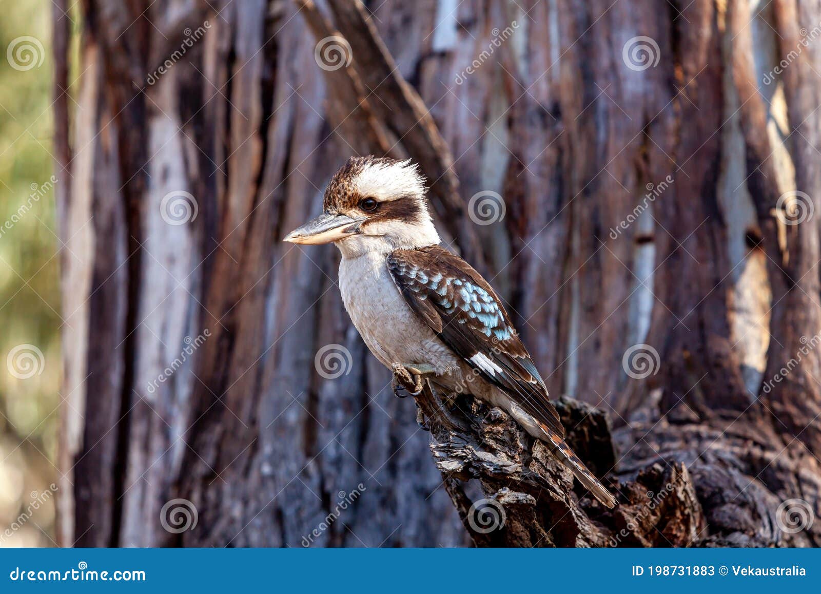 Kookaburra Sits in Gum Tree Eucalyptus Forest Australia Stock Image ...