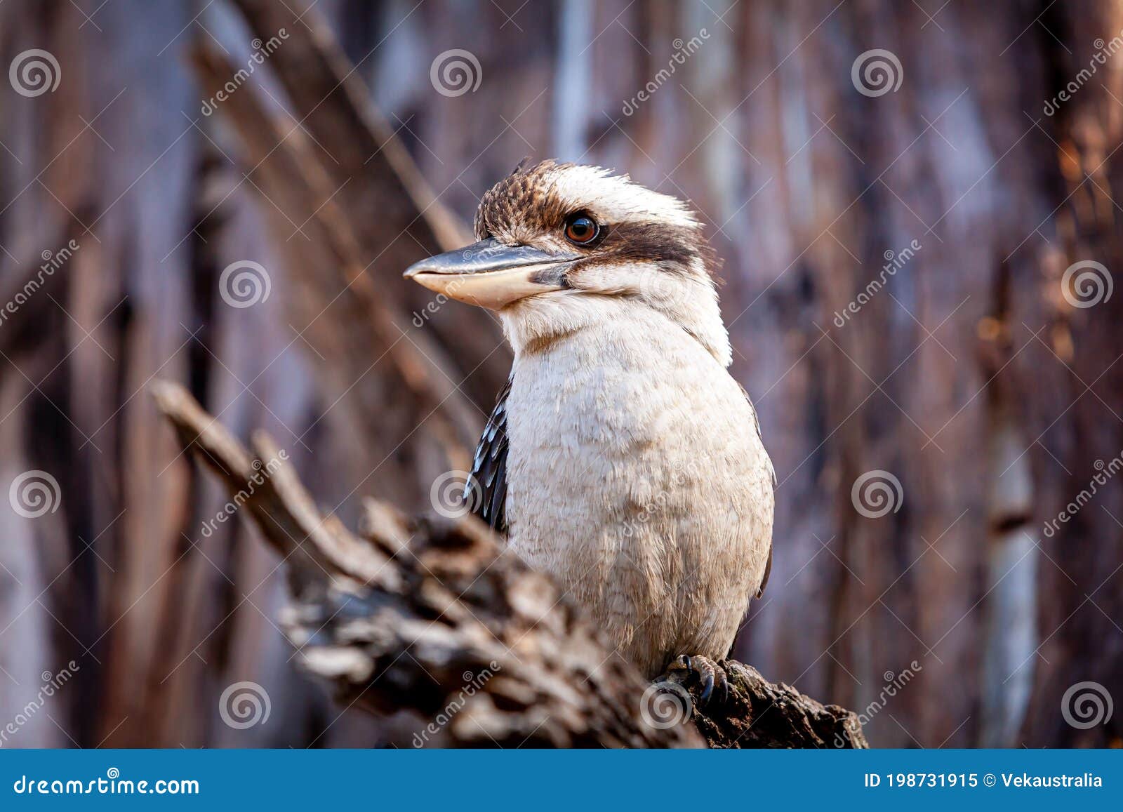 Kookaburra Sits in Gum Tree Eucalyptus Forest Australia Stock Image ...