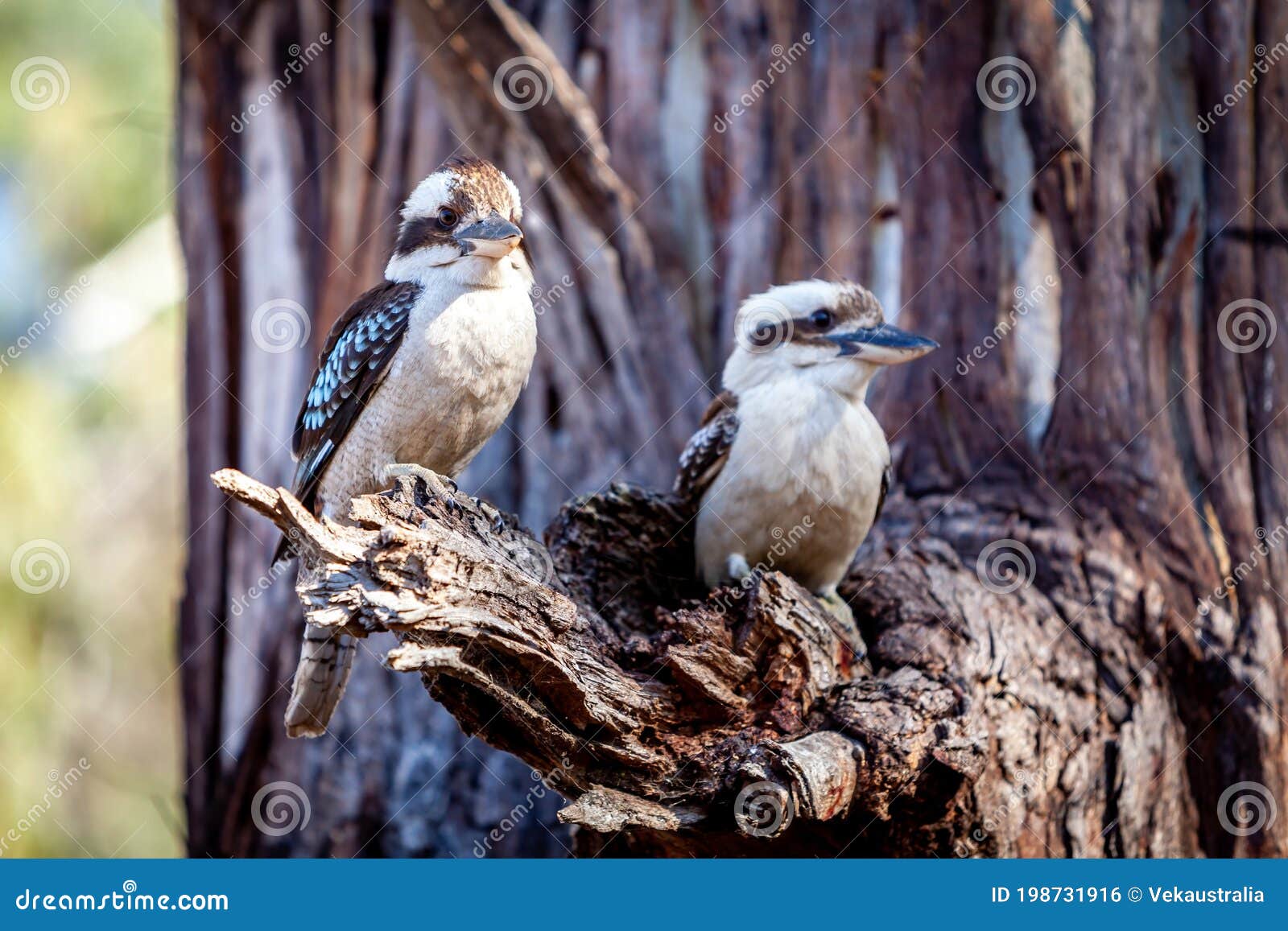 Kookaburra Sits in Gum Tree Eucalyptus Forest Australia Stock Photo ...