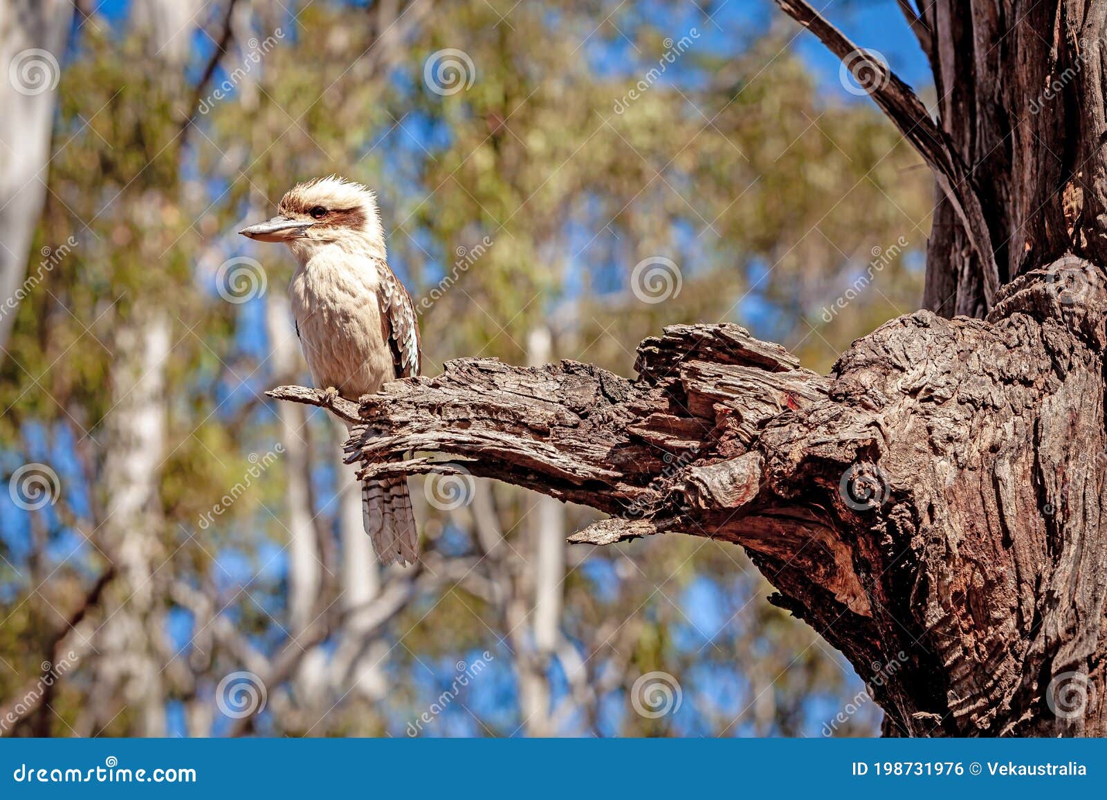 Kookaburra Sits in Gum Tree Eucalyptus Forest Australia Stock Photo ...