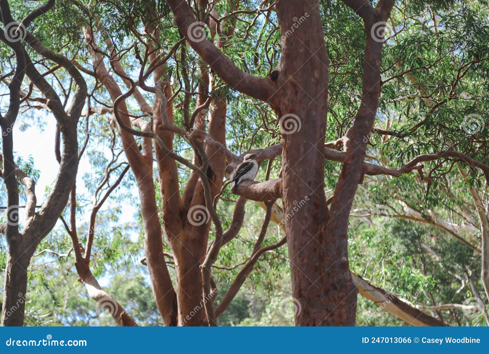 Kookaburra Sitting in Australian Gum Tree Stock Photo - Image of mystic ...