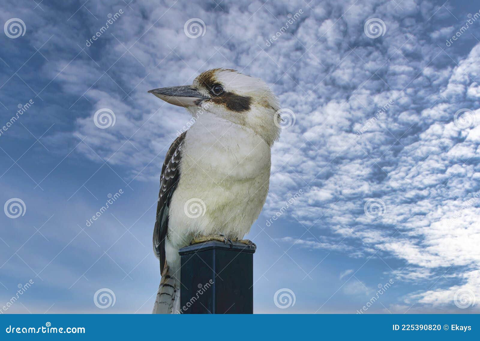 Kookaburra Sitting On Suburban House Fence Royalty-Free Stock Photo ...