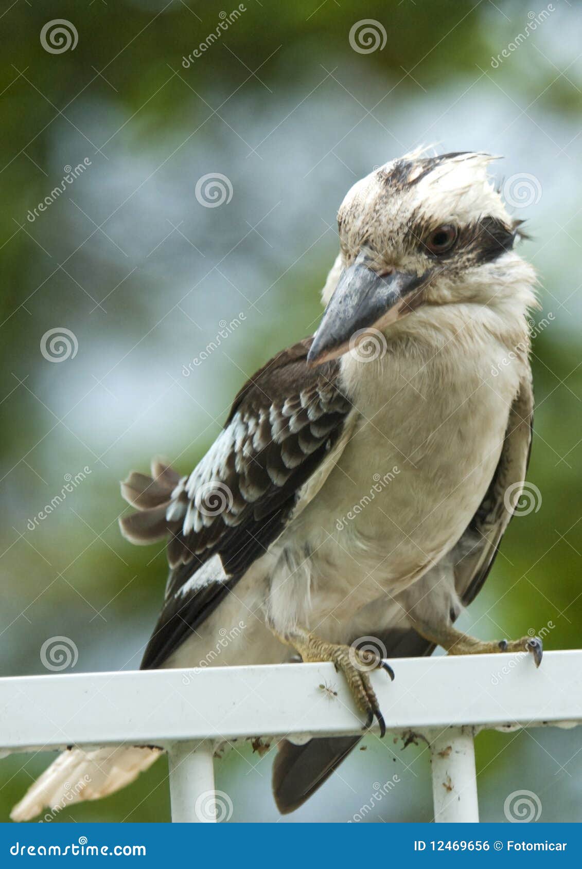 Kookaburra Sitting on a Railing Stock Photo - Image of wild, kookaburra ...