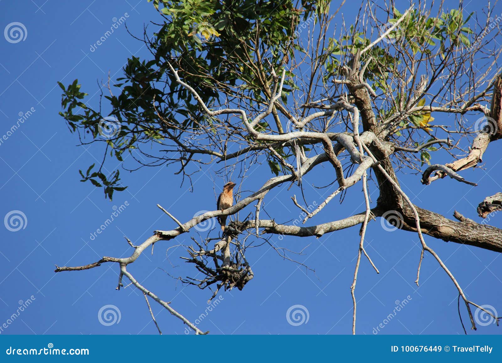 Kookaburra in a Tree stock image. Image of australia - 100676449