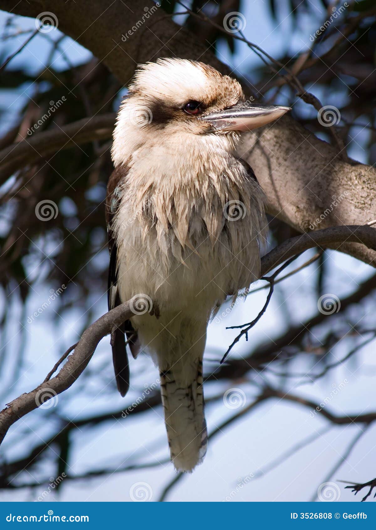 Kookaburra in tree stock photo. Image of blue, kookaburra - 3526808