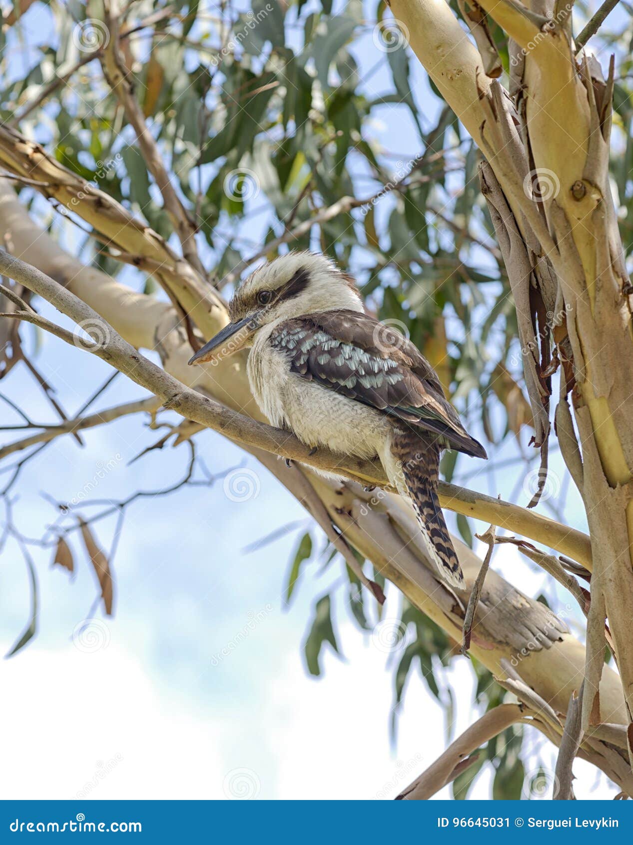 Kookaburra on a Tree Closeup. Stock Image - Image of australian ...