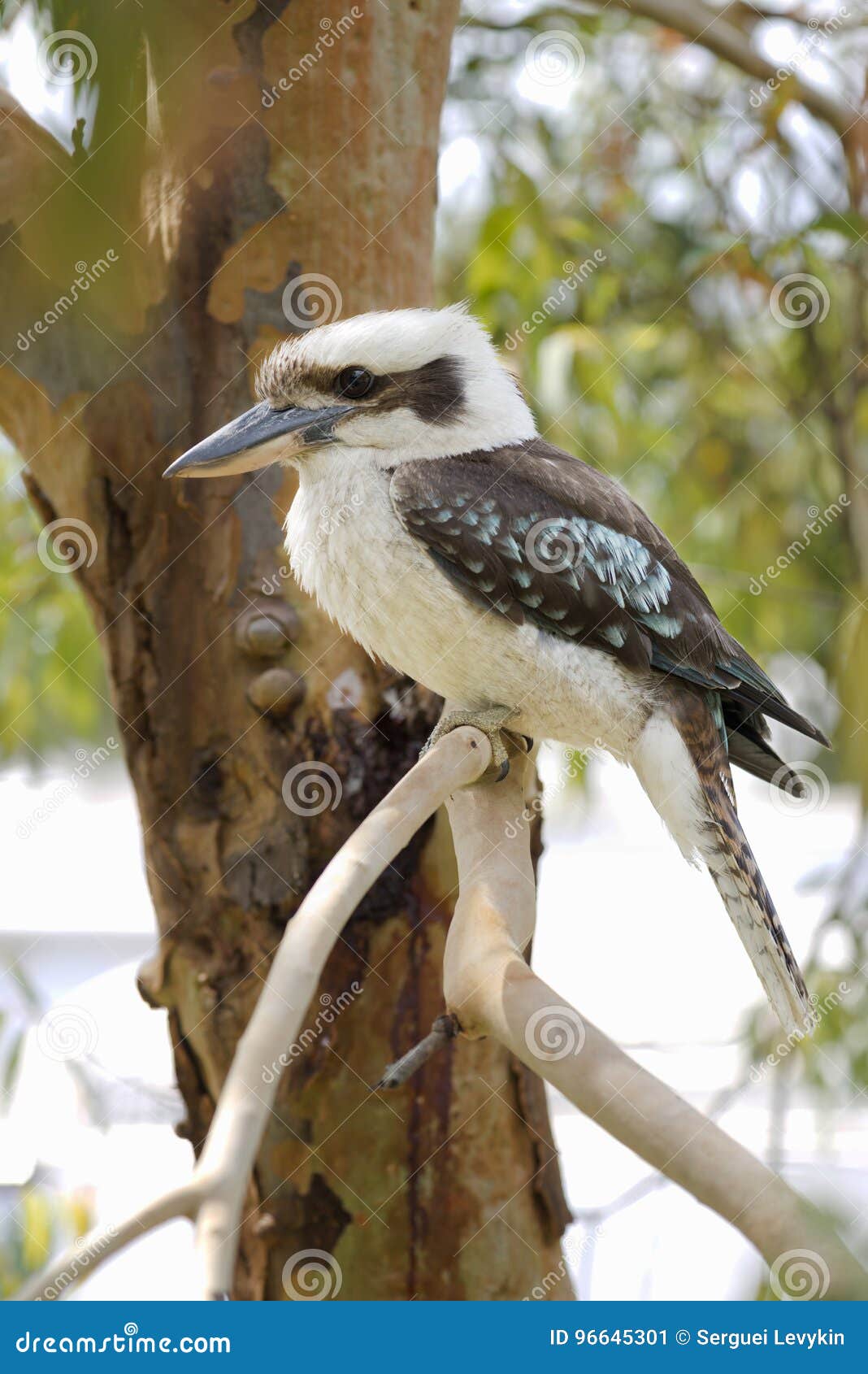 Kookaburra on a Tree Closeup. Stock Image - Image of tree, kookaburra ...