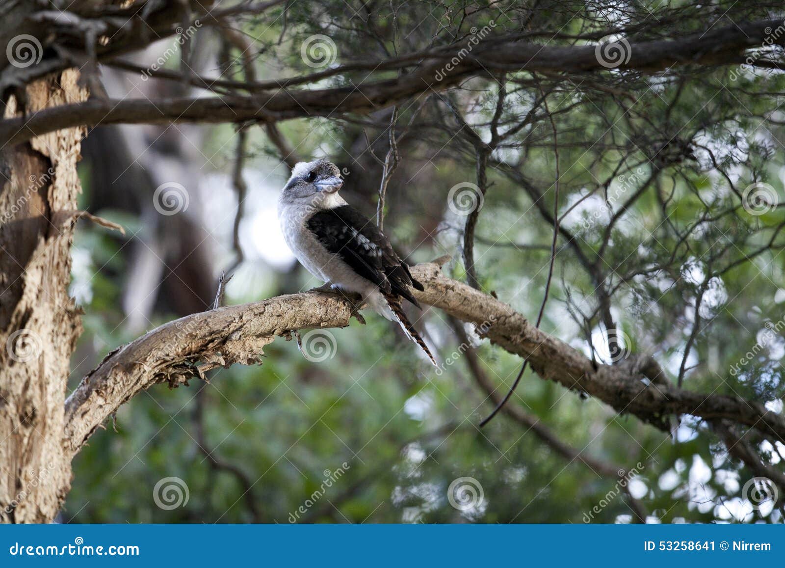 Kookaburra in tree stock image. Image of wildlife, look - 53258641