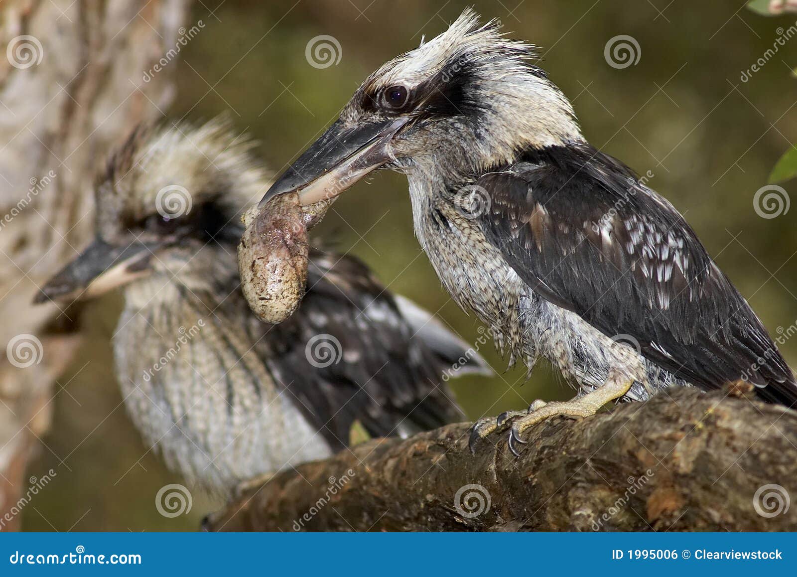 Kookaburras stock photo. Image of held, australia, kookaburra - 1995006