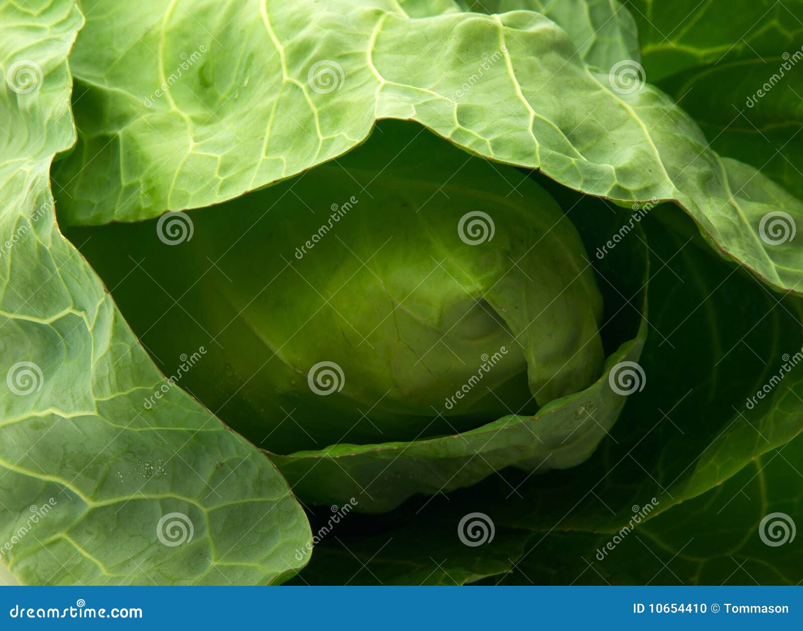 Kool stock foto. Image of kool, groen, blad, plantaardig - 10654410