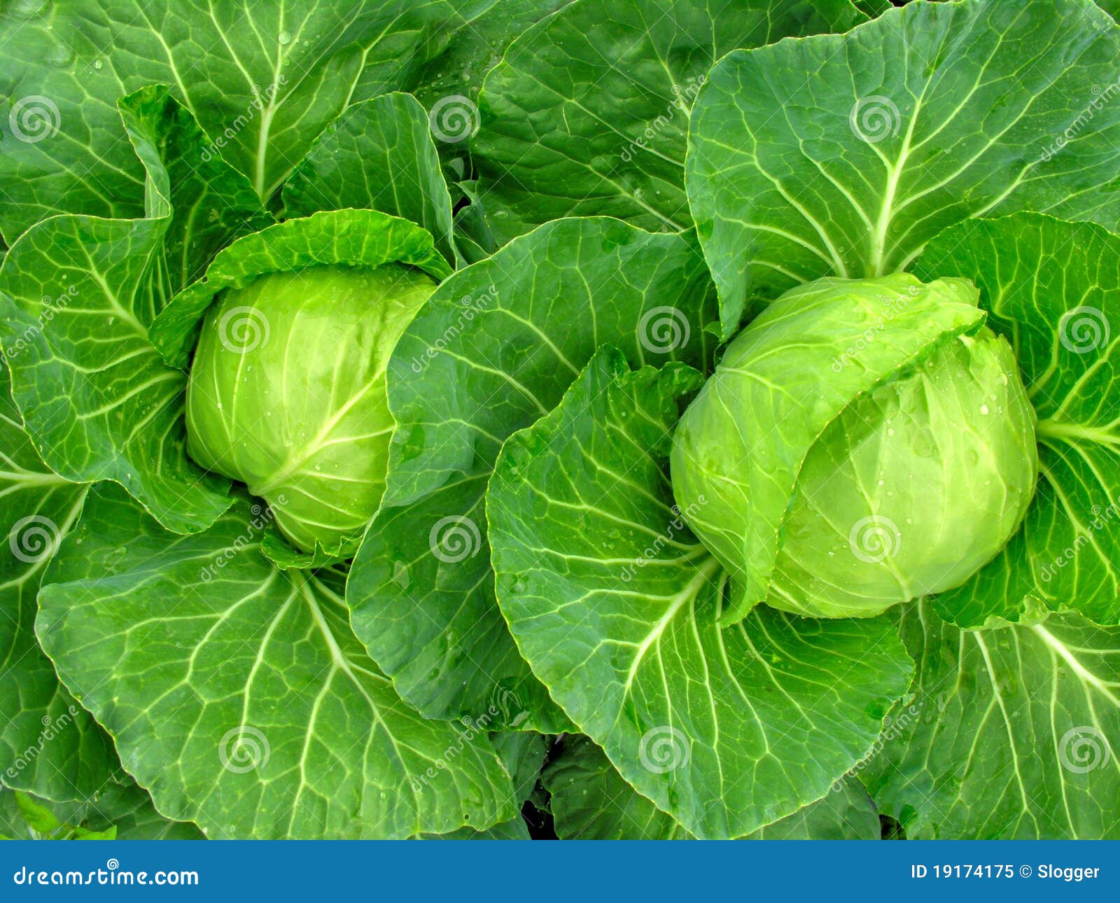 Kool stock afbeelding. Image of nave, installatie, vegetariër - 19174175